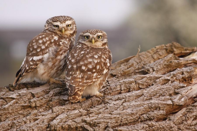 La Chouette Chevêche à Mareil | Mareil-en-France